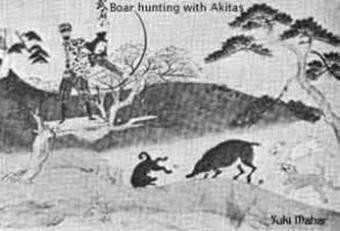 About the Breed :: Teikoku Akita Kennel