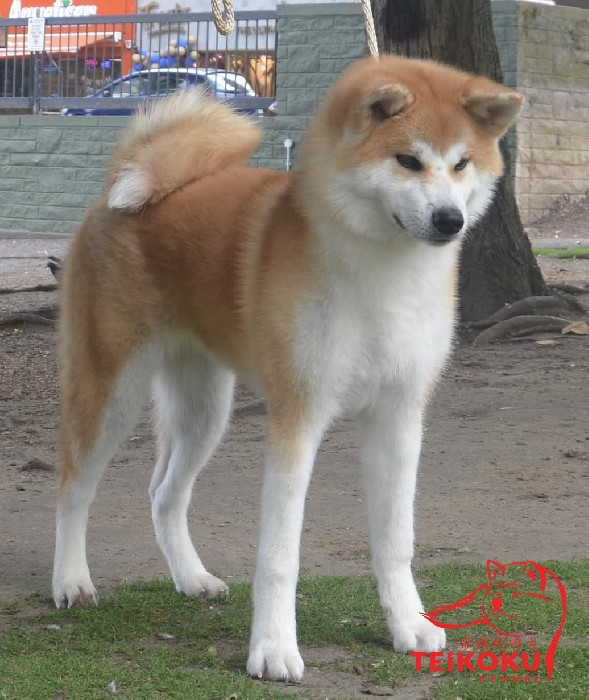 Teikoku Japanese Akita - Our Dogs