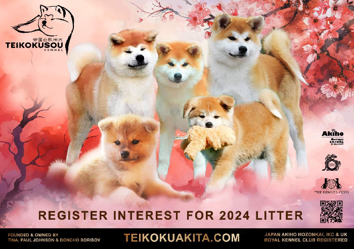 New Owner - upcoming litter :: Teikoku Akita Kennel
